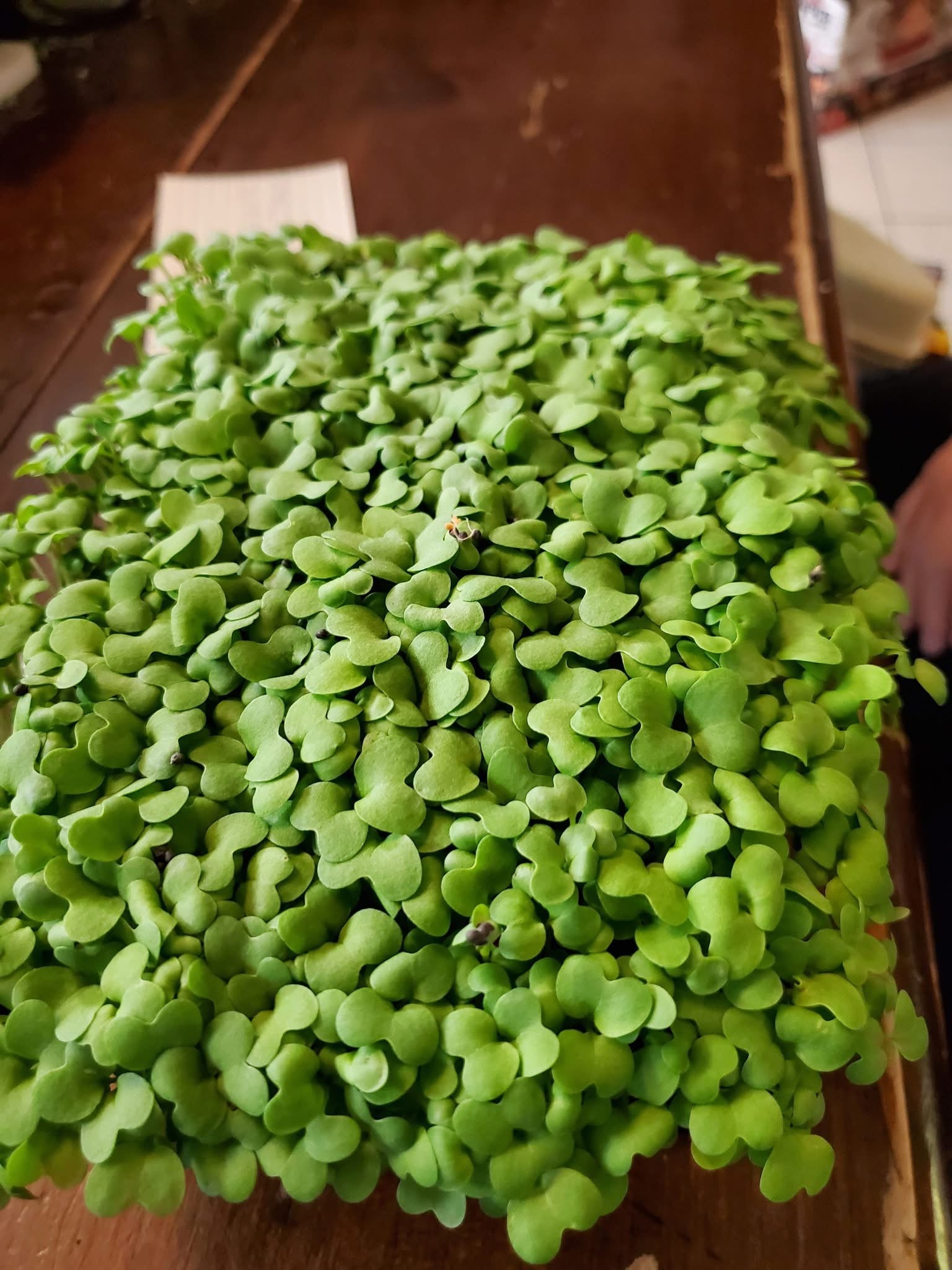 Micro greens -broccoli - deep tray – Hilltop Family Farm